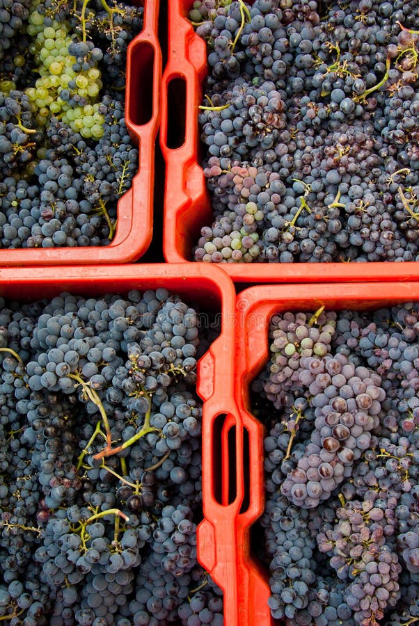 Grape harvest boxes stock photo. Image of fruit, machine - 21942624