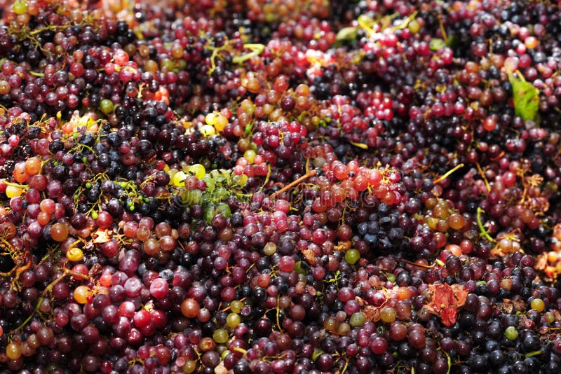 Grape Harvest: Bunches of Red Grapes, High View Stock Image - Image of ...