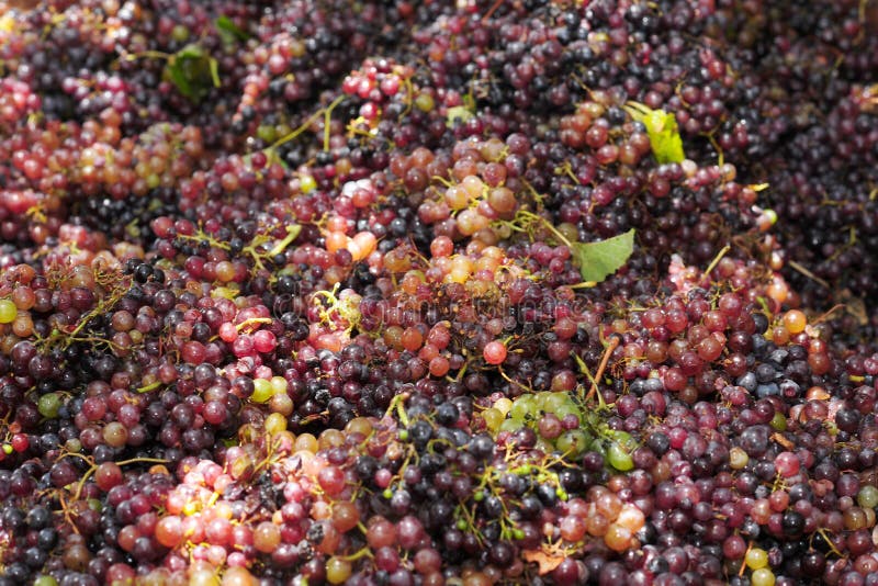 Grape Harvest: Bunches of Red Grapes, High View Stock Image - Image of ...