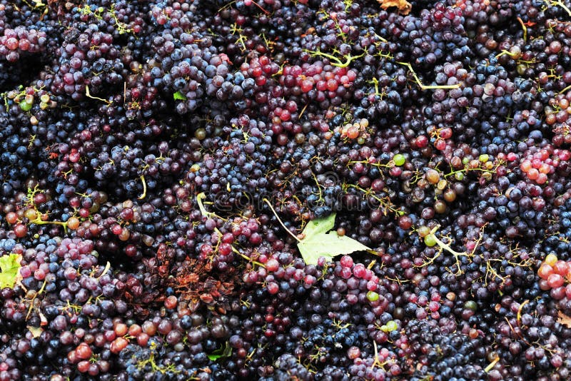 Grape Harvest: Bunches of Red Grapes, High View Stock Photo - Image of ...