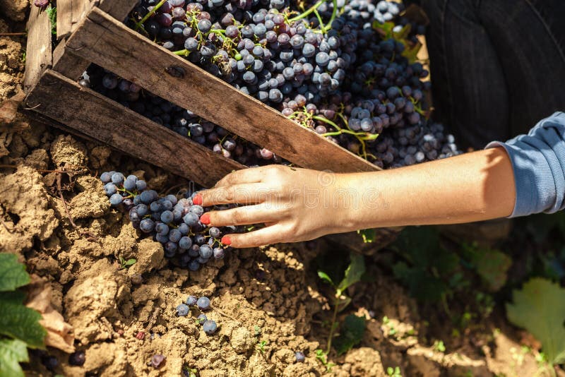 The Grape Harvest stock photo. Image of grape, bunch - 73342784