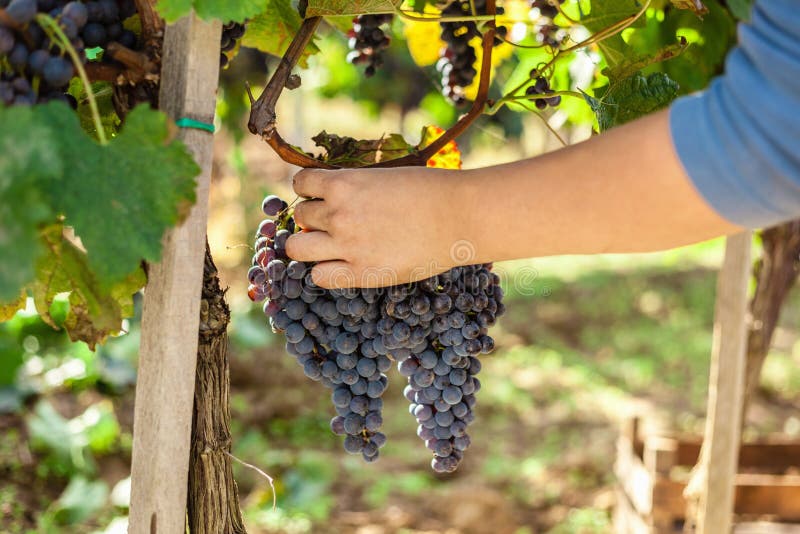 The Grape Harvest stock image. Image of nature, freshness - 73344761