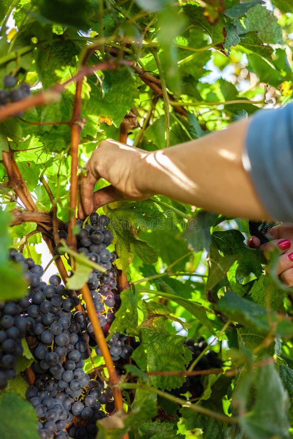 The Grape Harvest stock photo. Image of organic, harvest - 73344846