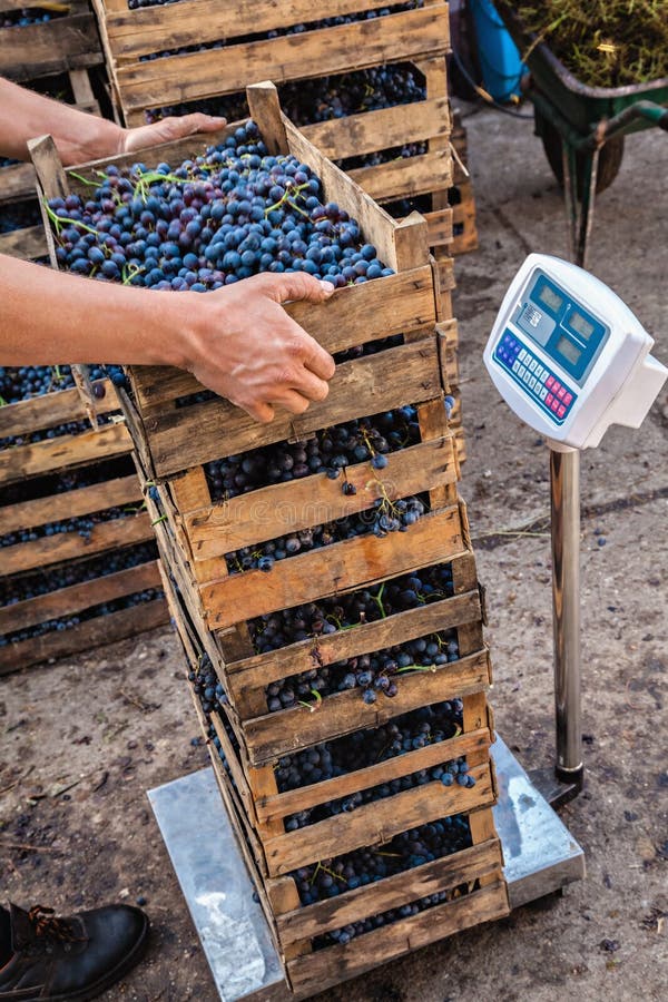 The Grape Harvest stock image. Image of human, manual - 57764727