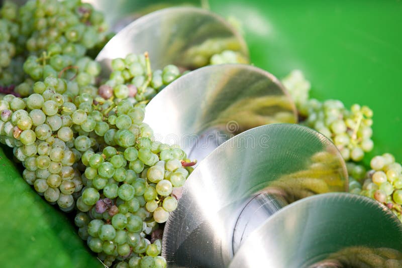 Grape harvest stock image. Image of grapes, harvest, picking - 47037583