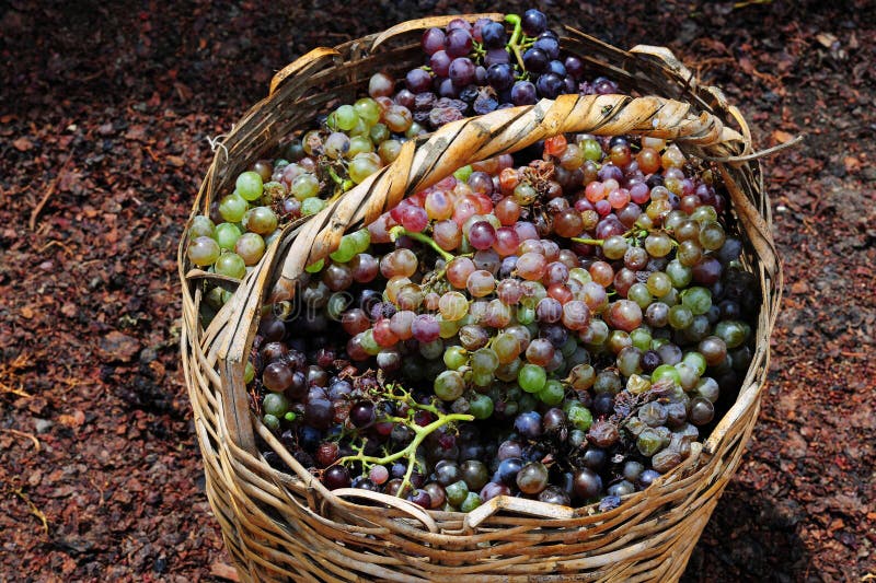 Grape Harvest Kept in Wicker Basket Overhead View in the Harvest of ...