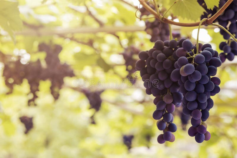 Grape Harvest. Ripe Table Grapes. Stock Image - Image of table, tree ...
