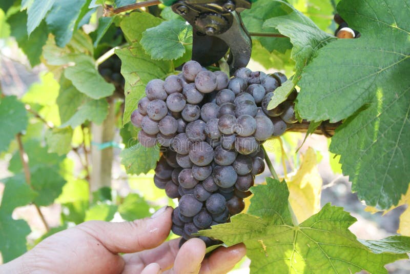 Grape harvest season stock image. Image of industry, ripe - 16146361