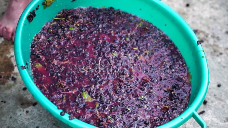 Grape-treading or Grape-stomping in Traditional Winemaking. Senior ...