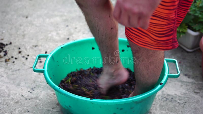 Grape-treading or Grape-stomping in Traditional Winemaking. Senior ...