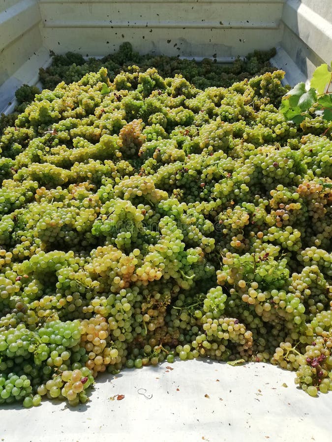 Grape Harvesting, Grape Inside Cart Stock Image - Image of full ...