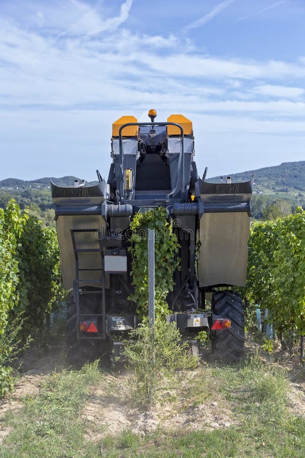 Grape Harvesting Machine Working in Autumn Stock Image - Image of ...