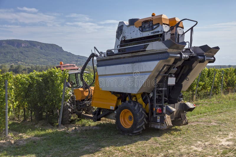 Grape Harvesting Machine Working in Autumn Stock Image - Image of ...