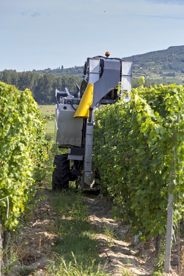 Grape Harvesting Machine Working in Autumn Stock Photo - Image of ...