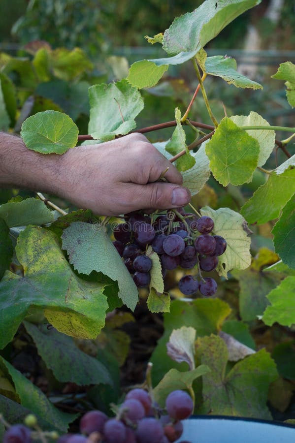 Grape Harvesting. Man Picking Bunches of Grapes Stock Image - Image of ...