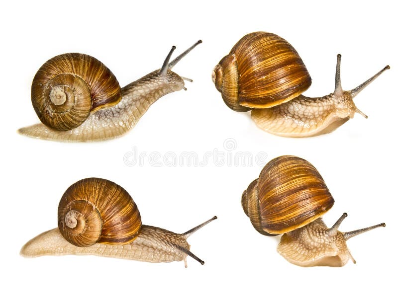 Four snails stock photo. Image of shell, pest, cute, slug - 5697138