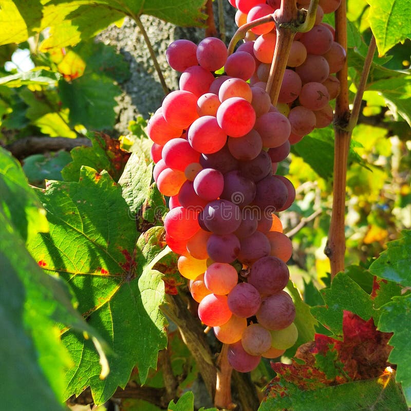 Grape Hungary, Europe stock image. Image of evergreen - 231286971