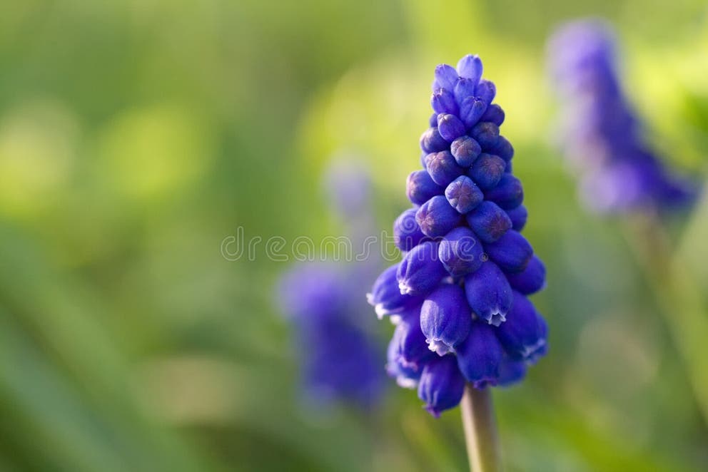 Grape hyacinth stock photo. Image of beauty, garden, april - 12674264