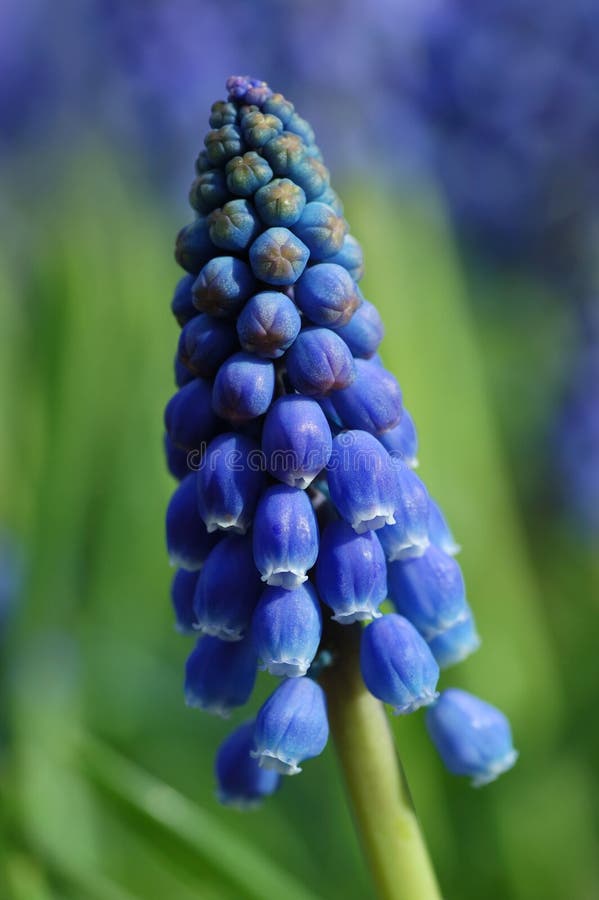 Muscari Armeniacum or Grape Hyacinth Stock Photo - Image of plant ...