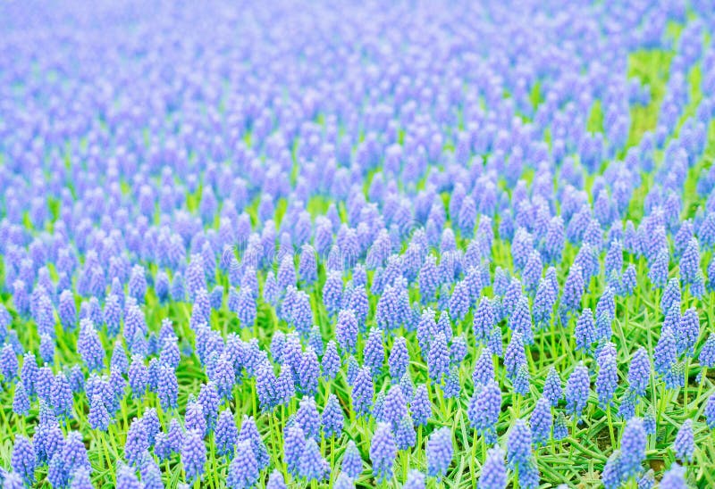 Grape hyacinth stock photo. Image of scenics, urban, rural - 25071942