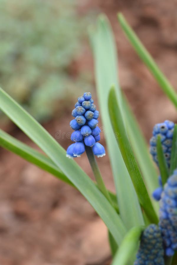 Grape Hyacinth Big Smile stock photo. Image of hyacinth - 179884754
