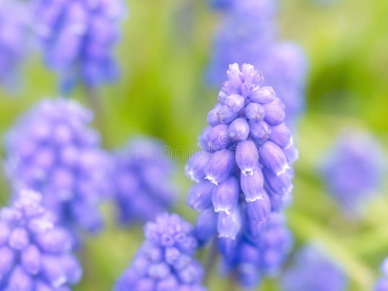 Grape hyacinth stock photo. Image of field, blooming - 177550818