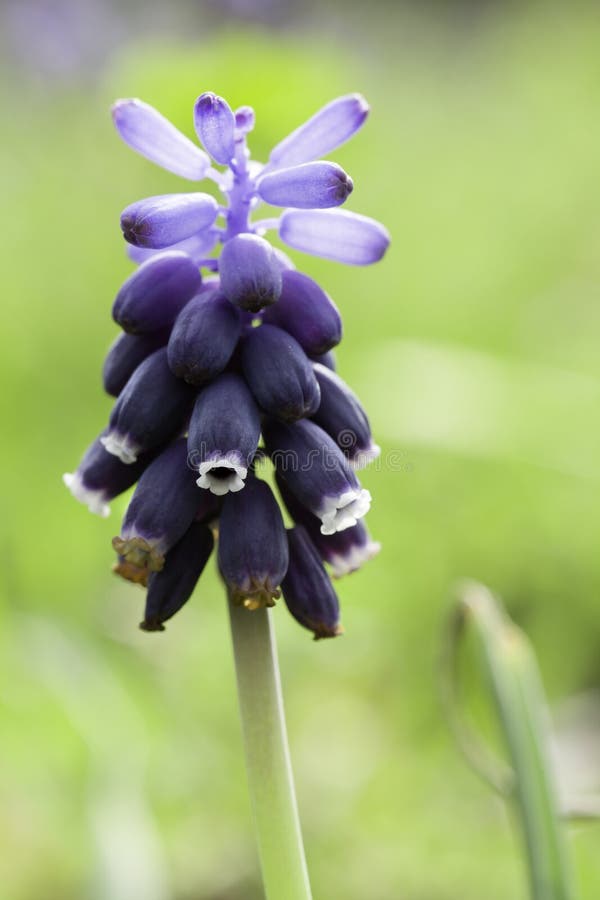 Grape Hyacinth stock photo. Image of close, blossom, muscari - 67203256