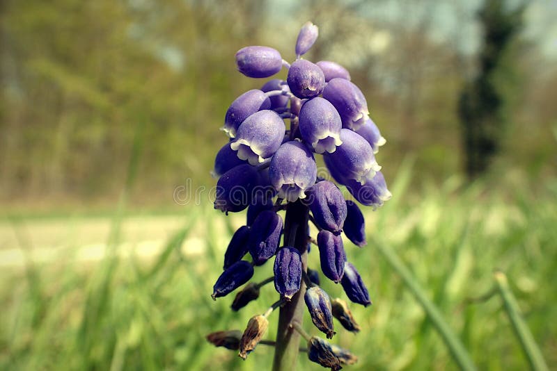 Grape hyacinth on a field stock photo. Image of grass - 183768220