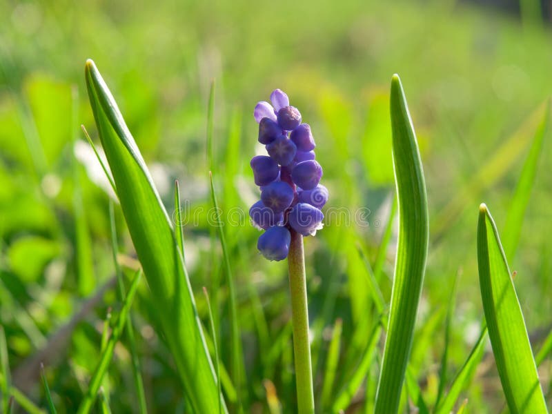 Grape Hyacinth (Muscan) in the Grass Stock Photo - Image of spring ...
