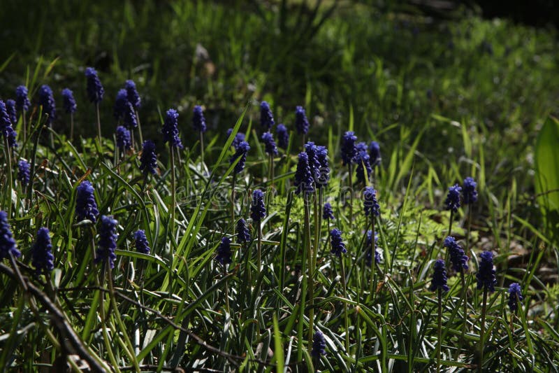 Grape Hyacinth Plants on a Spring Meadow Stock Image - Image of grape ...
