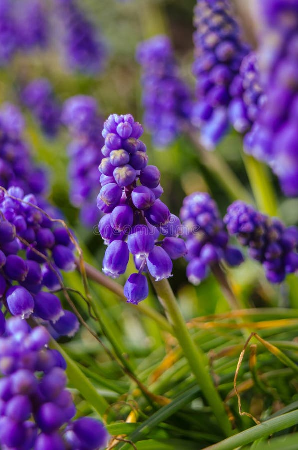 Grape Hyacinth in the Spring. Stock Photo - Image of grape, spring ...