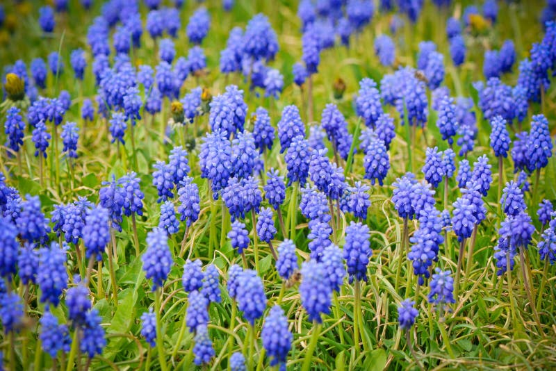 Grape Hyacinths in Bloom in a Garden. Stock Photo - Image of green ...