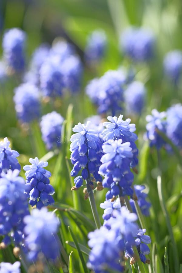 Grape Hyacinths on a Blurred Background Stock Photo - Image of flowers ...