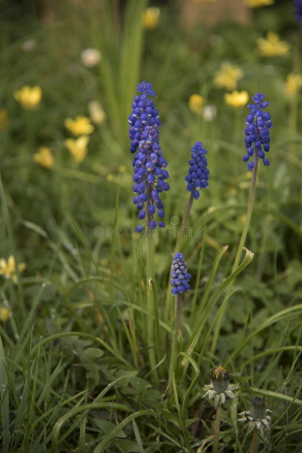 Grape Hyacinths in field stock photo. Image of field - 90071146