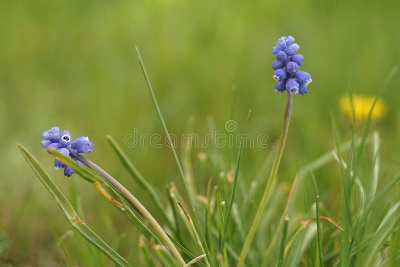Small Bluebell Flower Bush Grow in the Garden, First Spring Flowers ...