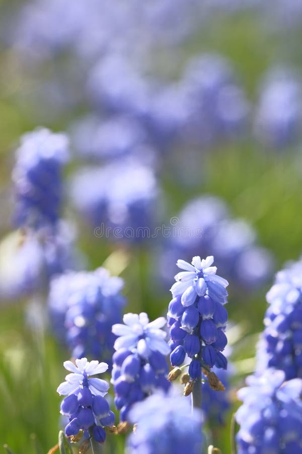 Grape Hyacinths on a Green Field Stock Photo - Image of growth, grape ...