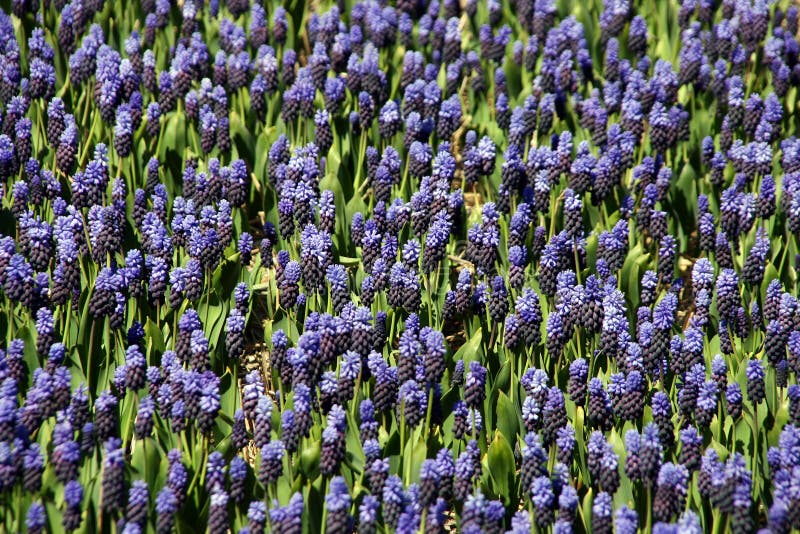 Grape hyacinths stock photo. Image of botanical, springtime - 35404692