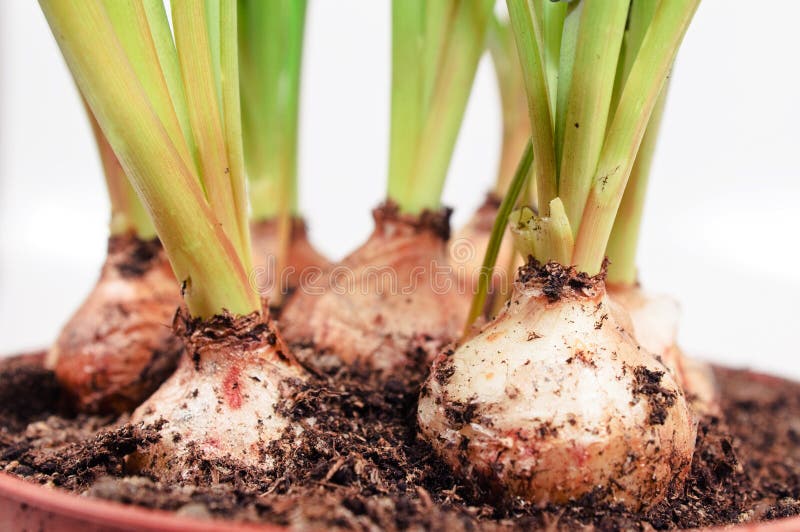 Grape hyacinthus bulbs stock image. Image of dwarf, detail - 16595407