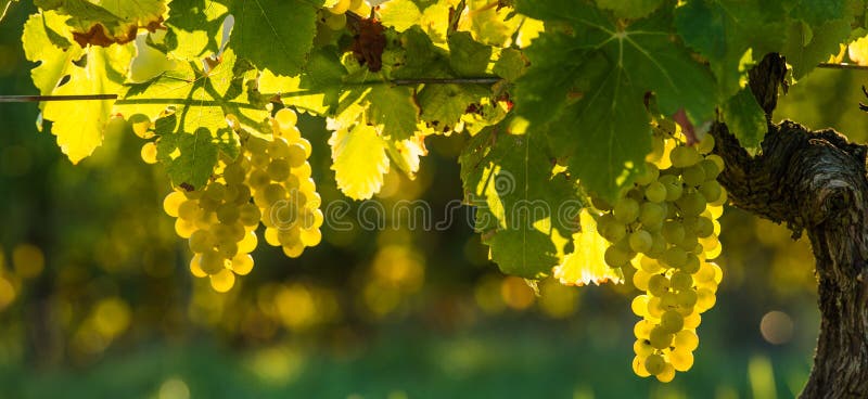 Grape Illuminated by the Sun Surrounded by a Bunch of Grapes from a ...