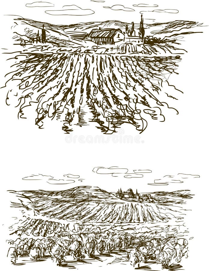 Grape lands sketches stock vector. Illustration of vineyards - 71960117