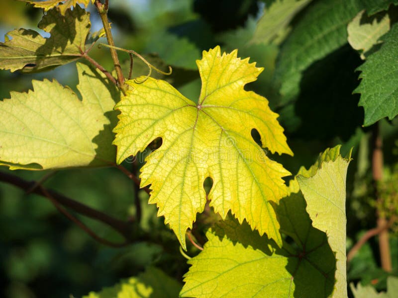 Grape leaf stock photo. Image of macro, rural, hill, sunny - 10413560
