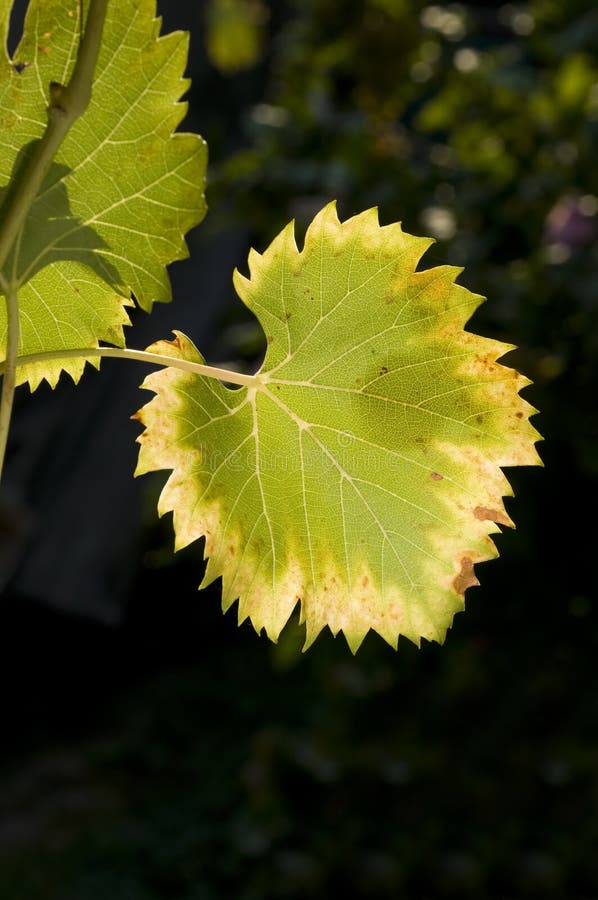 Grape leaf stock image. Image of beauty, nature, planting - 10931937