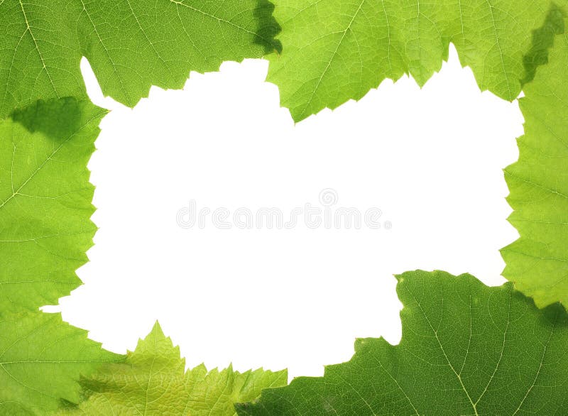 Grape-leaves stock photo. Image of leaves, white, frame - 3085422