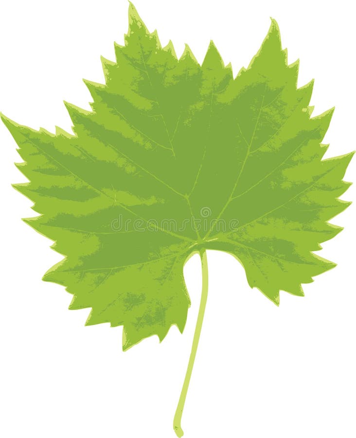 Grape leaf stock vector. Illustration of drop, background - 2753338
