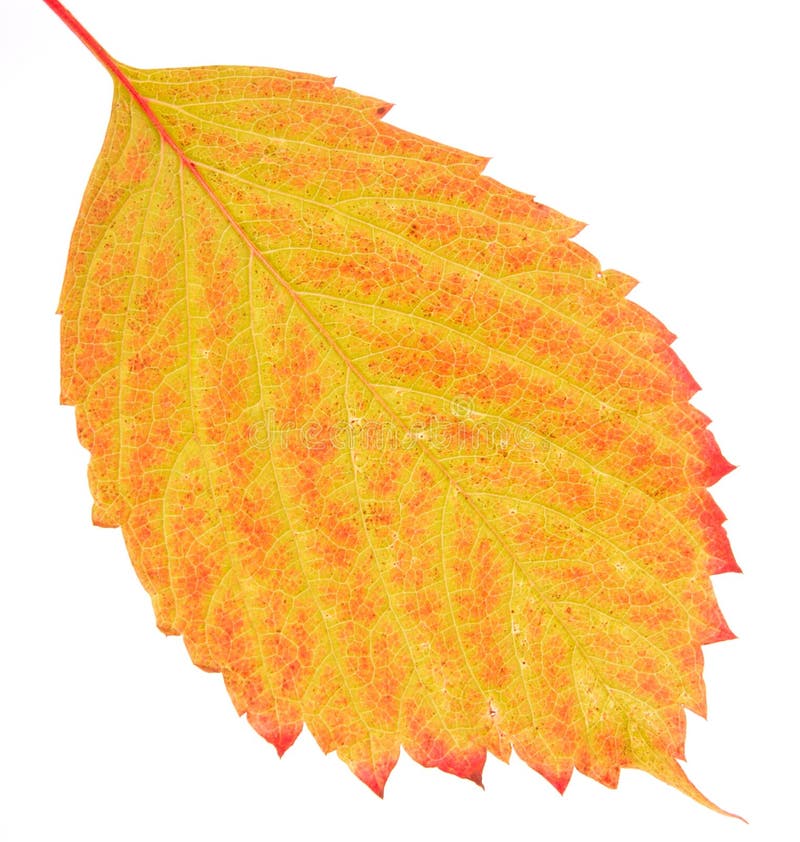 Grape Leaf Picture. Image: 6467247