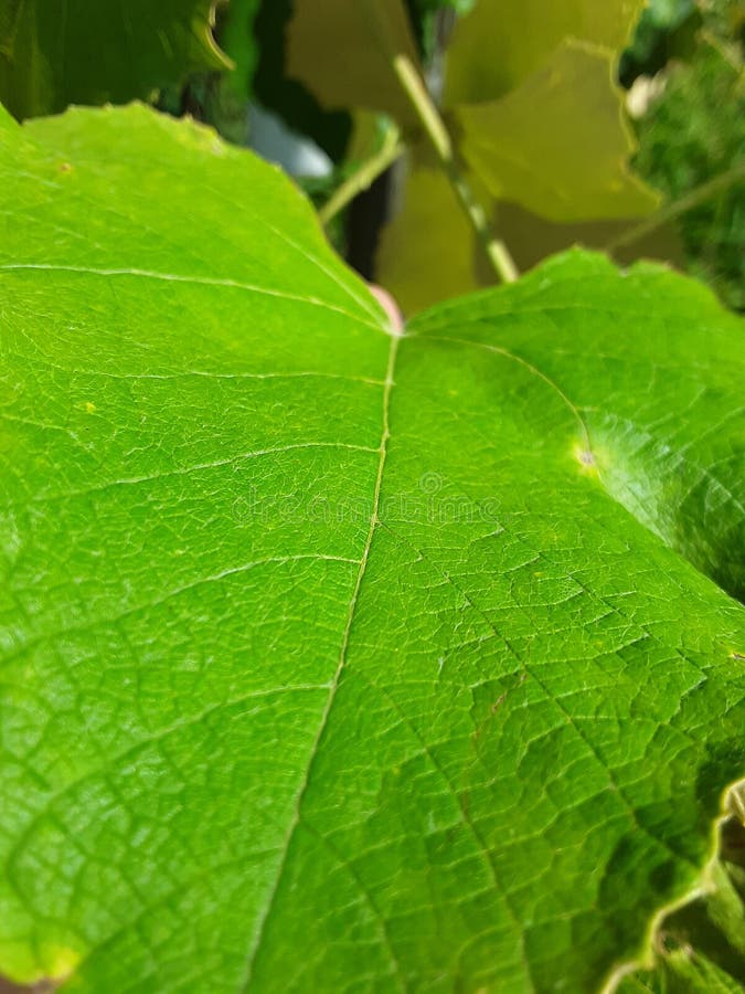 Grape leaf stock image. Image of plant, grapevine, green - 240045187