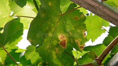 Grape Leaf Blight and Spot Symptom Stock Image - Image of damage ...