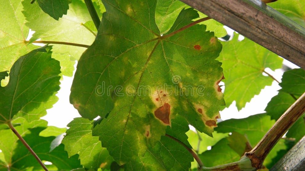 Grape Leaf Blight and Spot Symptom Stock Image - Image of damage ...