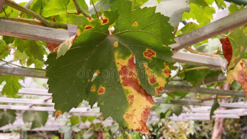 Grape Leaf Blight and Spot Symptom Stock Image - Image of damage, texture: 253098131