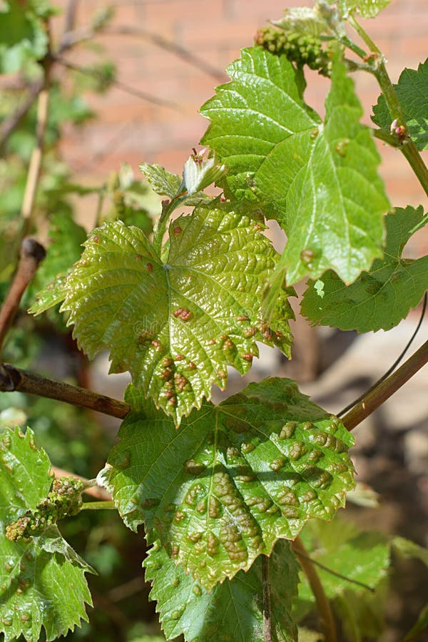 1+ Damaged white grapes Free Stock Photos - StockFreeImages